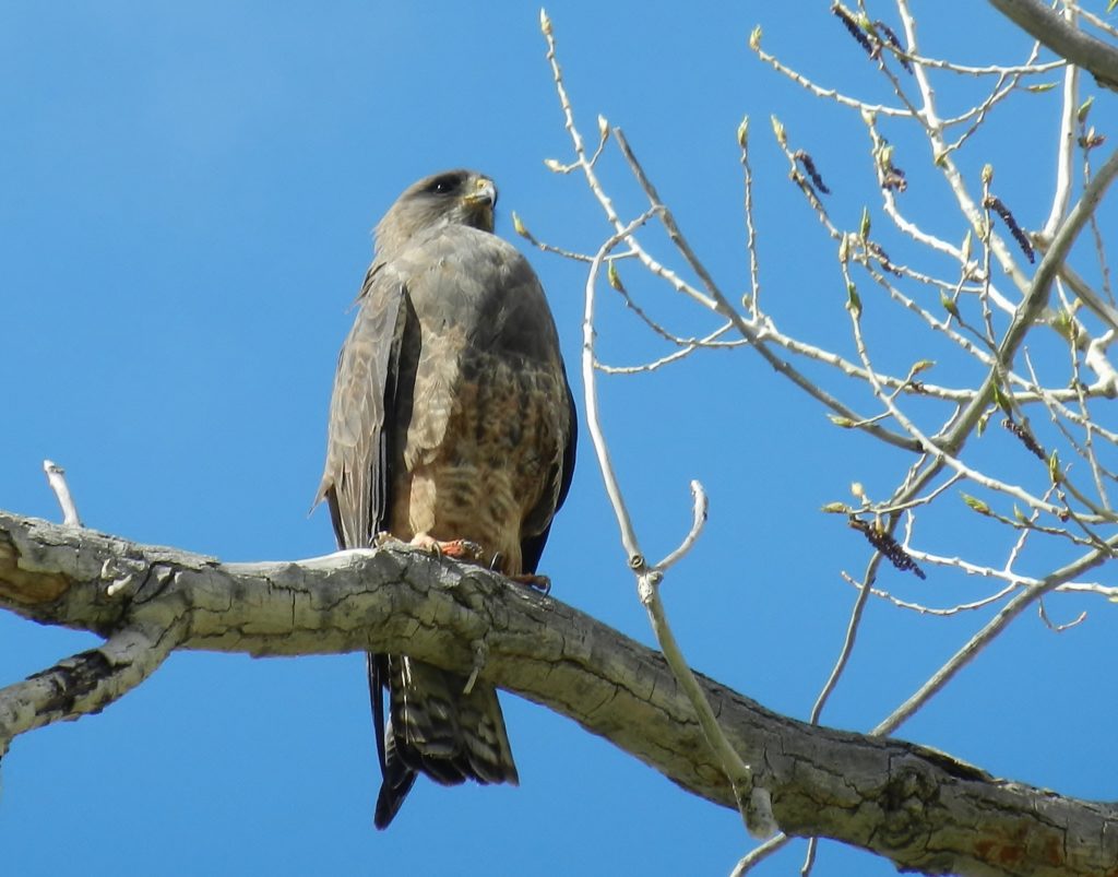 Hawk Roosting ~ Ted Hughes - MyLibraryCardWoreOut
